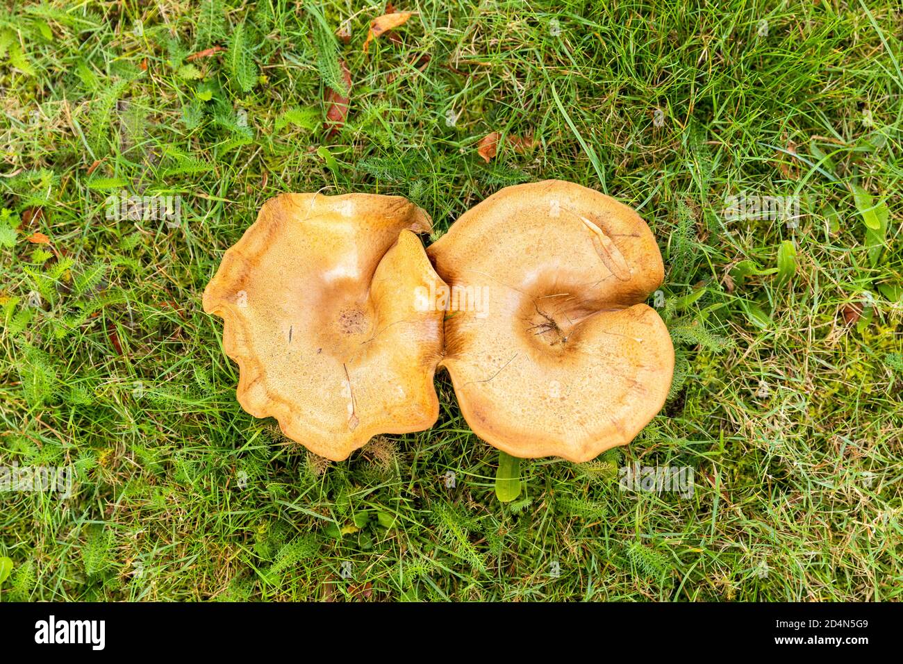 Toxic paxillus involutus mushroom hi-res stock photography and images ...
