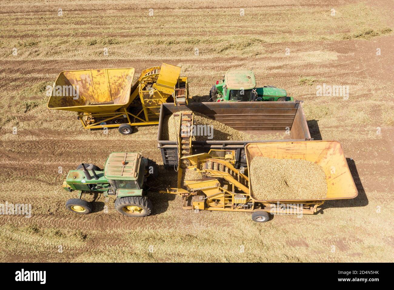 Pea picker hi-res stock photography and images - Alamy