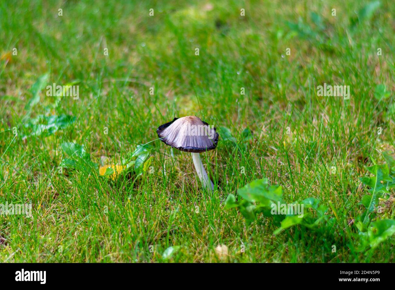 Inky cap mushroom hi-res stock photography and images - Alamy