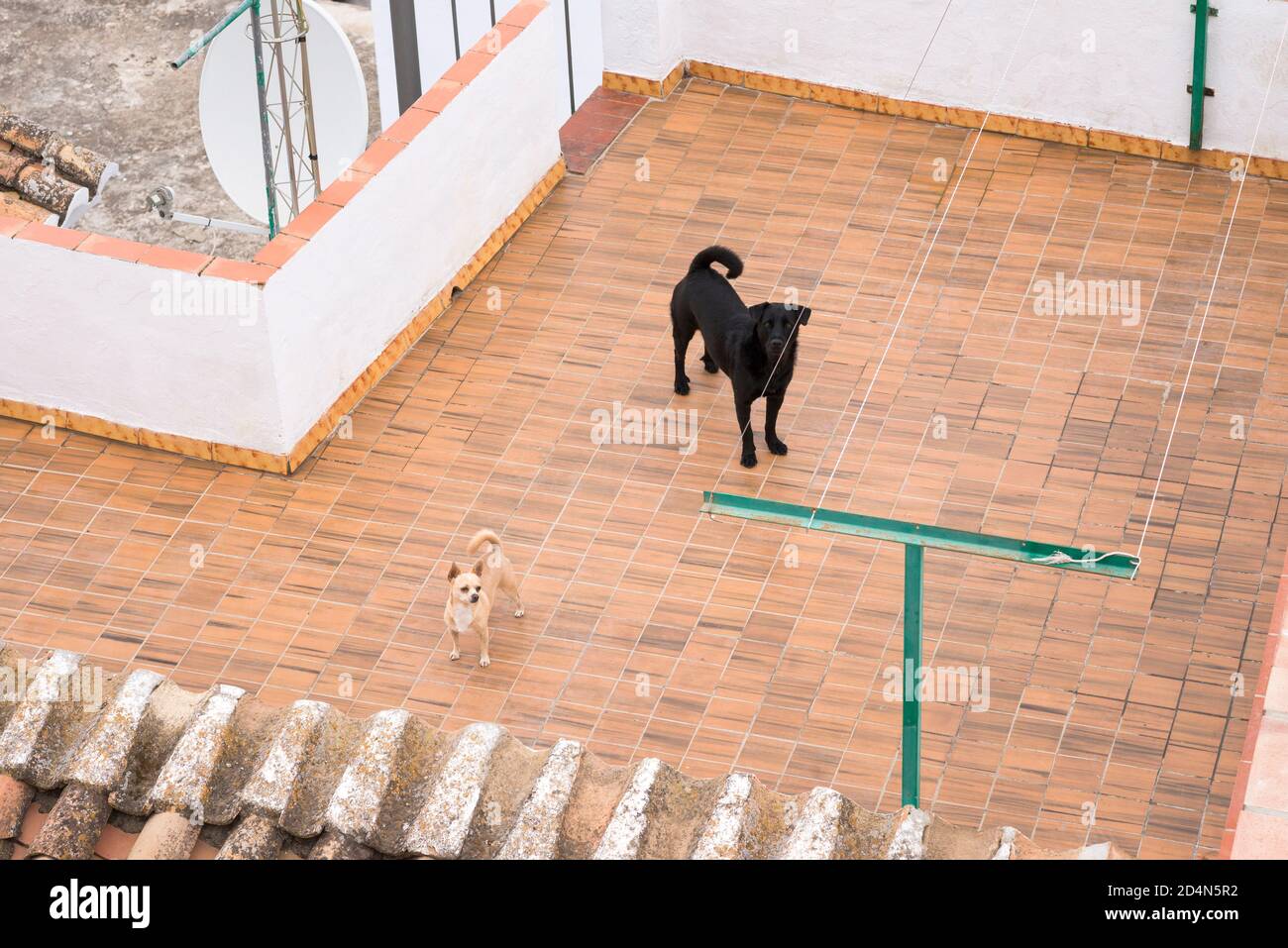 Two dogs on a roof terrace Stock Photo - Alamy