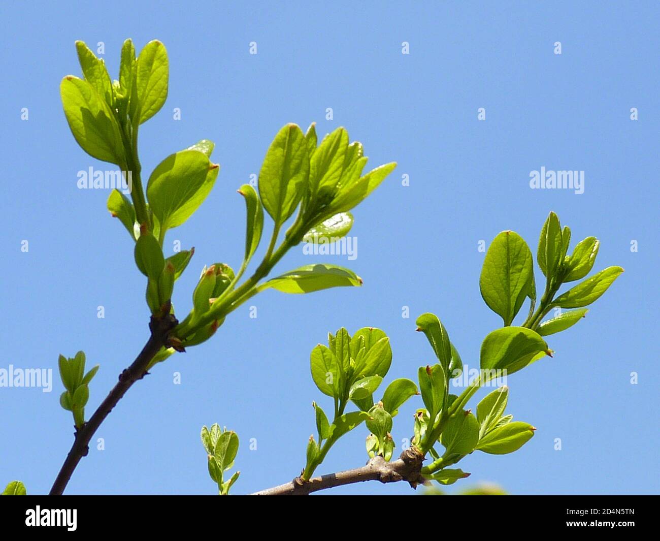Closeup shot of the leaves of a Chinese Fringe-tree Stock Photo - Alamy