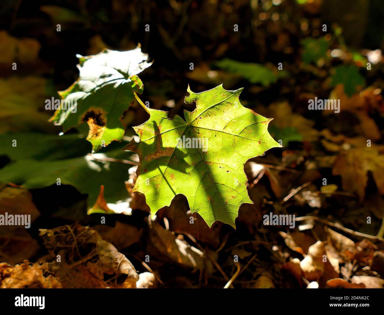 autumnal colored maple leaf in backlit Stock Photo - Alamy