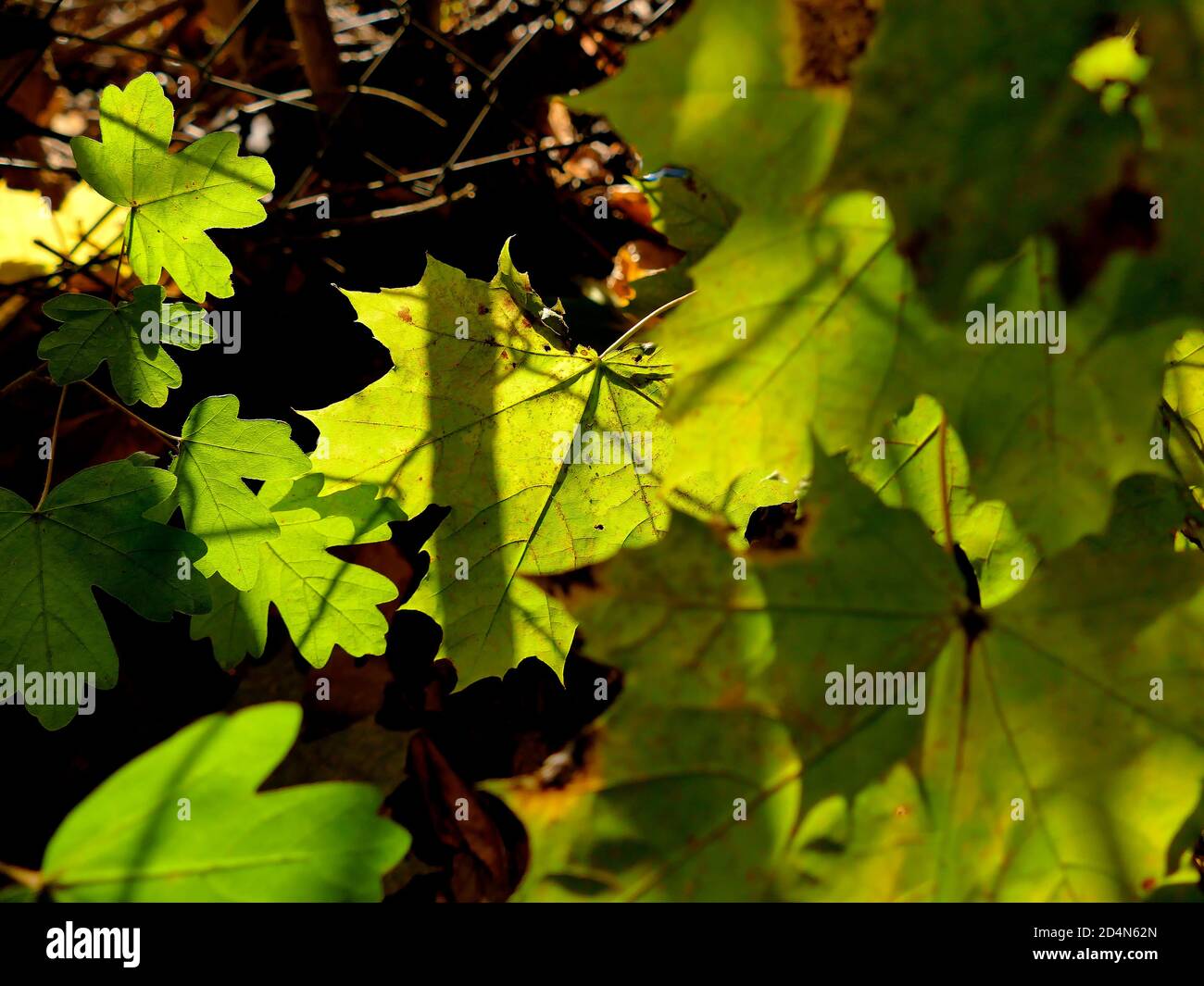 autumnal colored maple leaf in backlit Stock Photo - Alamy