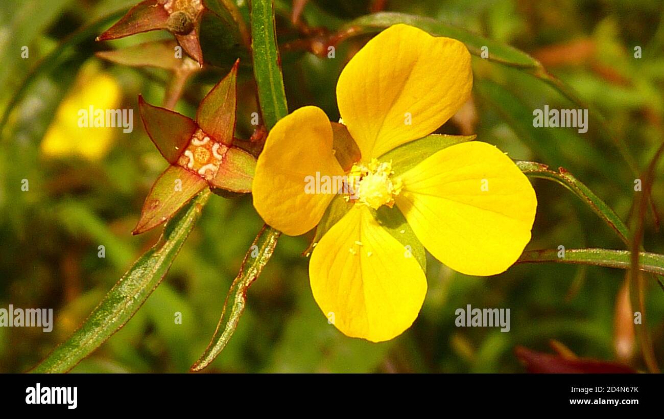 Seedbox background hi-res stock photography and images - Alamy