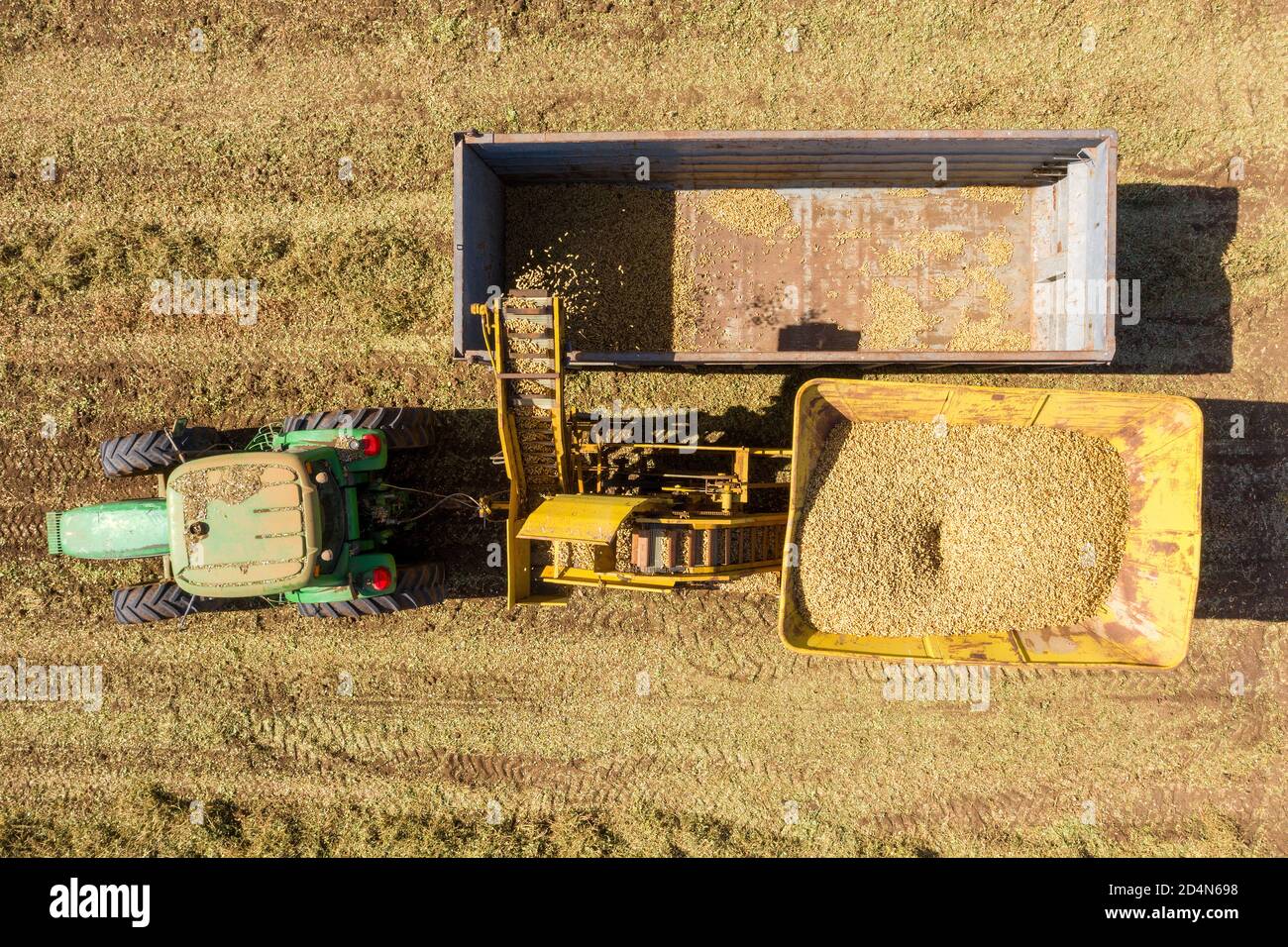 Fresh picked Peanuts discharged from a picker into a parked trailer ...
