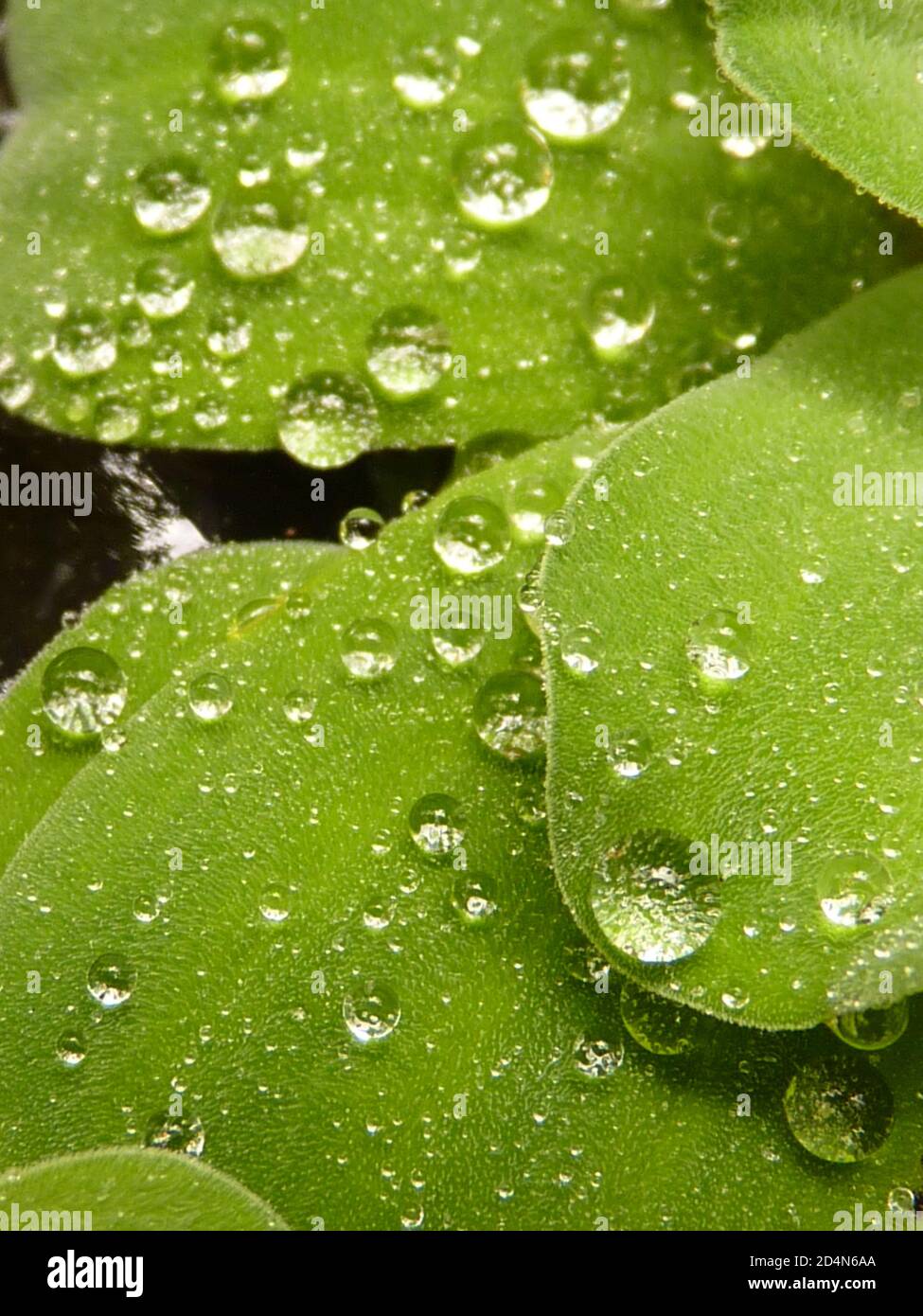Macro shot of dew on green leaves, texture for wallpaper or background ...