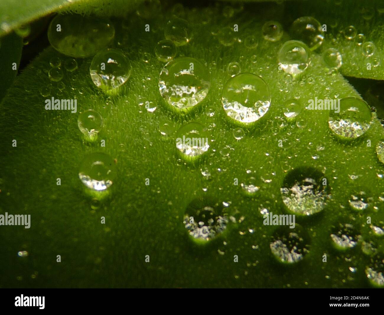 Macro shot of dew on green leaves, texture for wallpaper or background ...