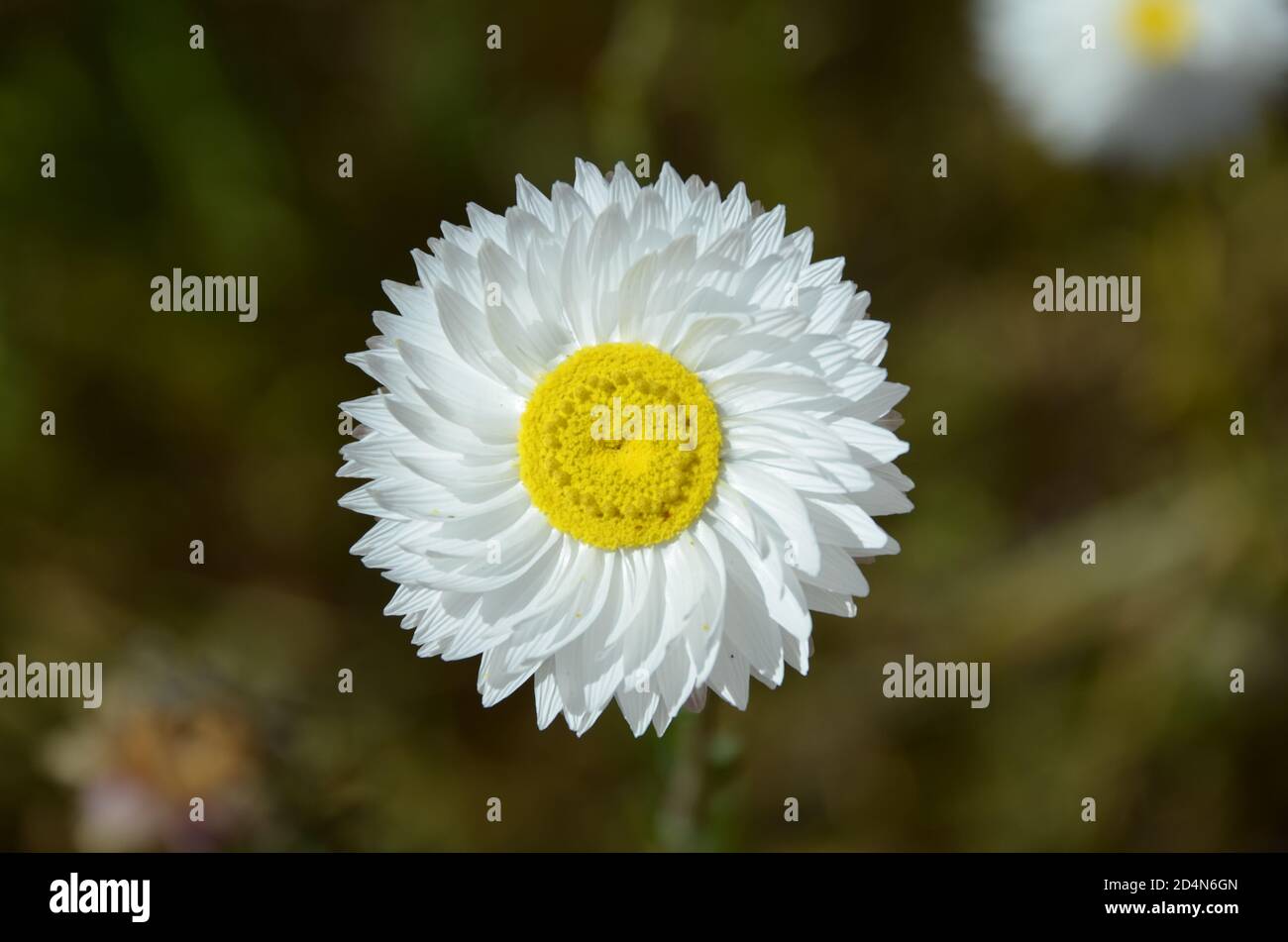 White everlasting flower hi-res stock photography and images - Alamy