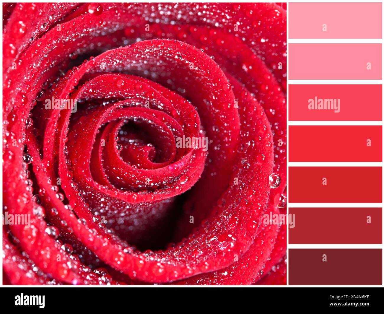 Color palette series: shades of scarlet Stock Photo - Alamy