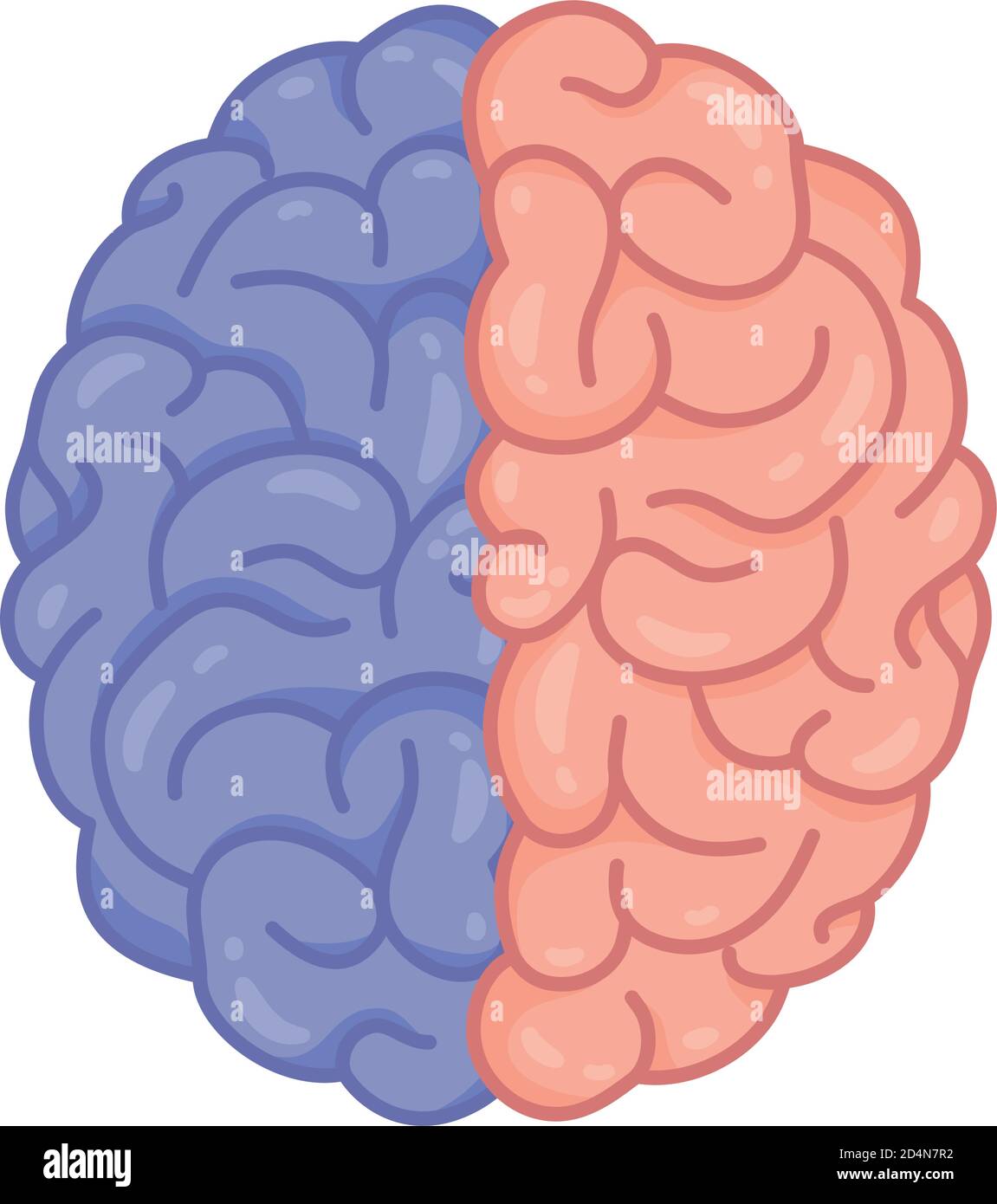 Lateral brain Stock Vector Images - Alamy