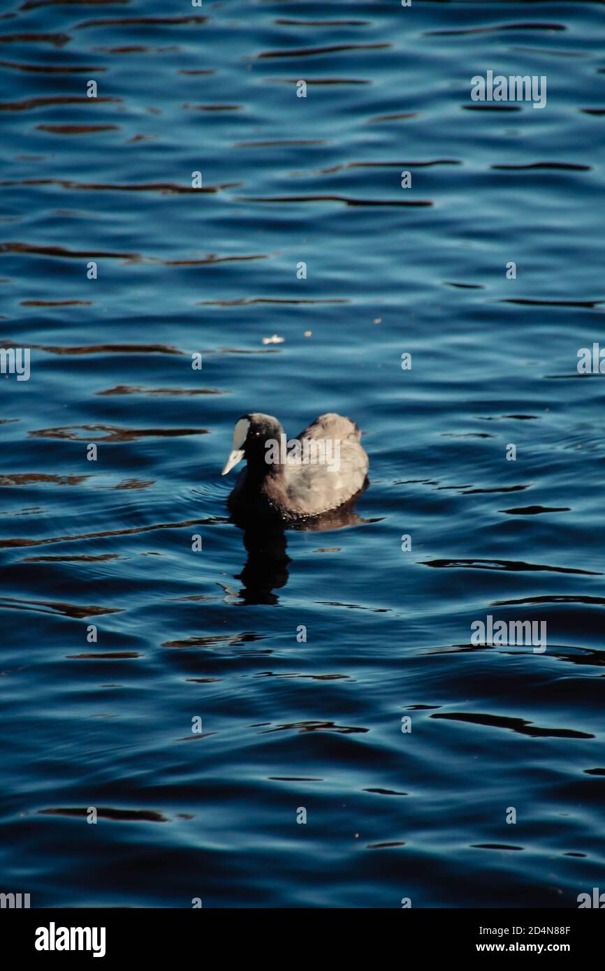 Vertical shot of a duck floating on water at daytime Stock Photo - Alamy