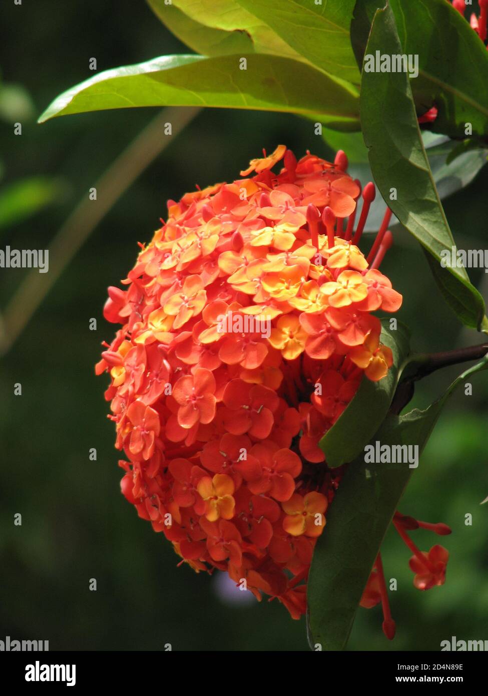 Vertical closeup shot of orange hydrangea Stock Photo - Alamy