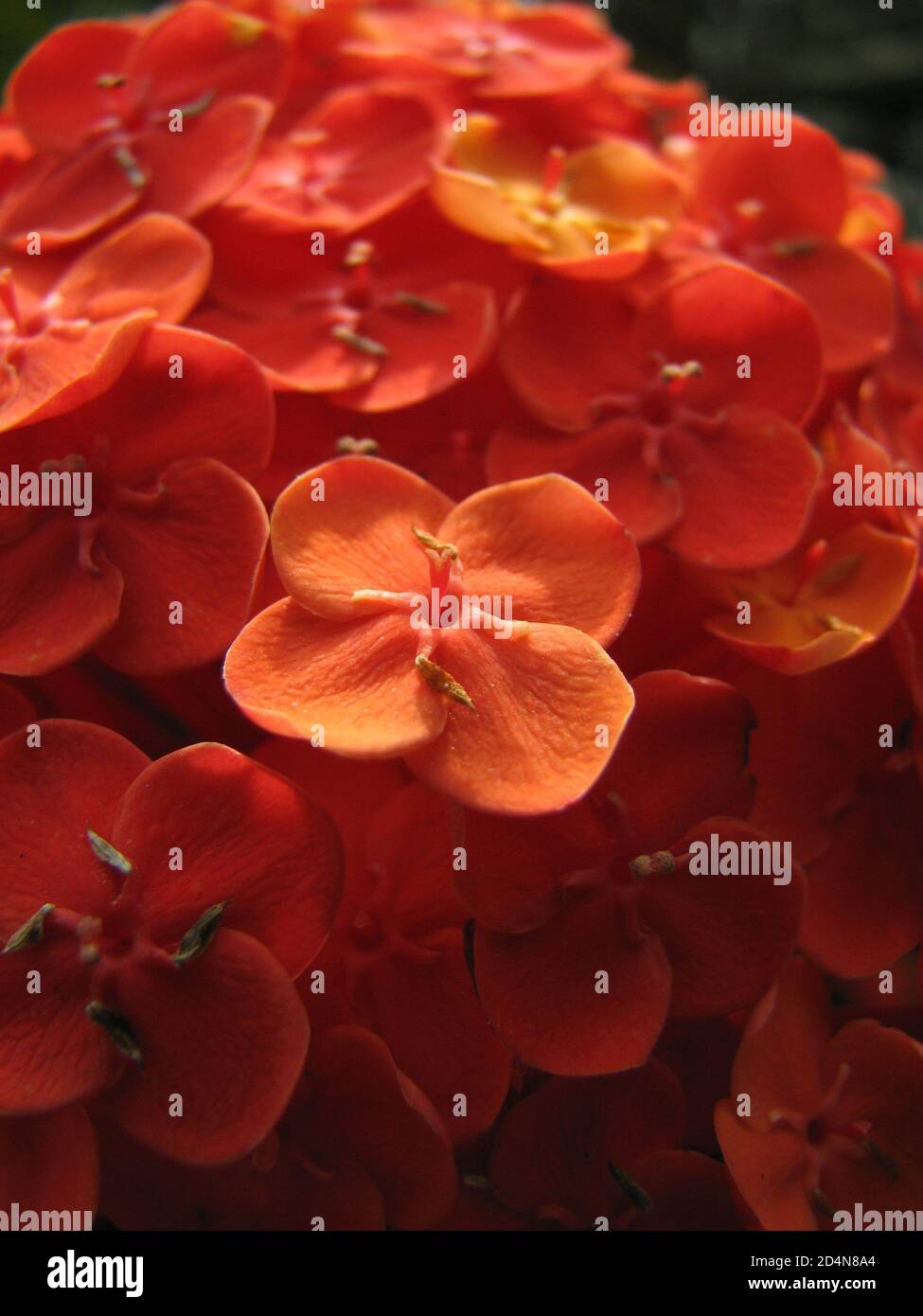 Vertical closeup shot of orange hydrangea Stock Photo - Alamy