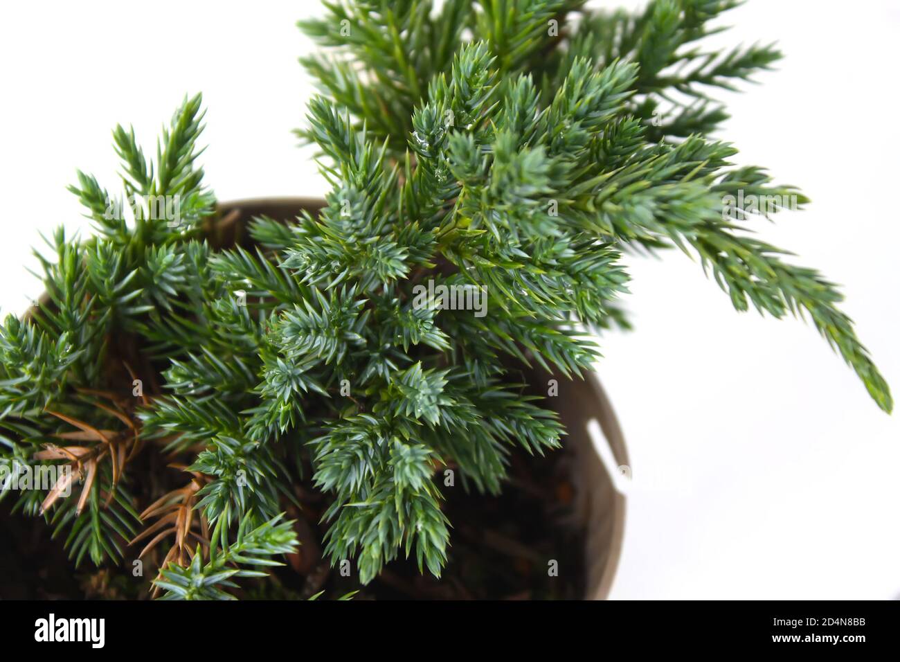 Young conifer plant in the pot on wooden table outdoors Stock Photo - Alamy