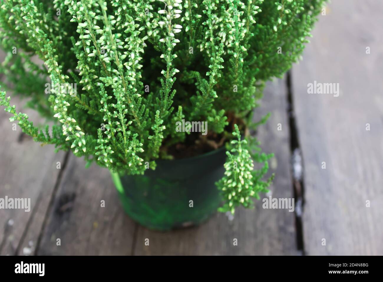 Young conifer plant in the pot on wooden table outdoors Stock Photo - Alamy