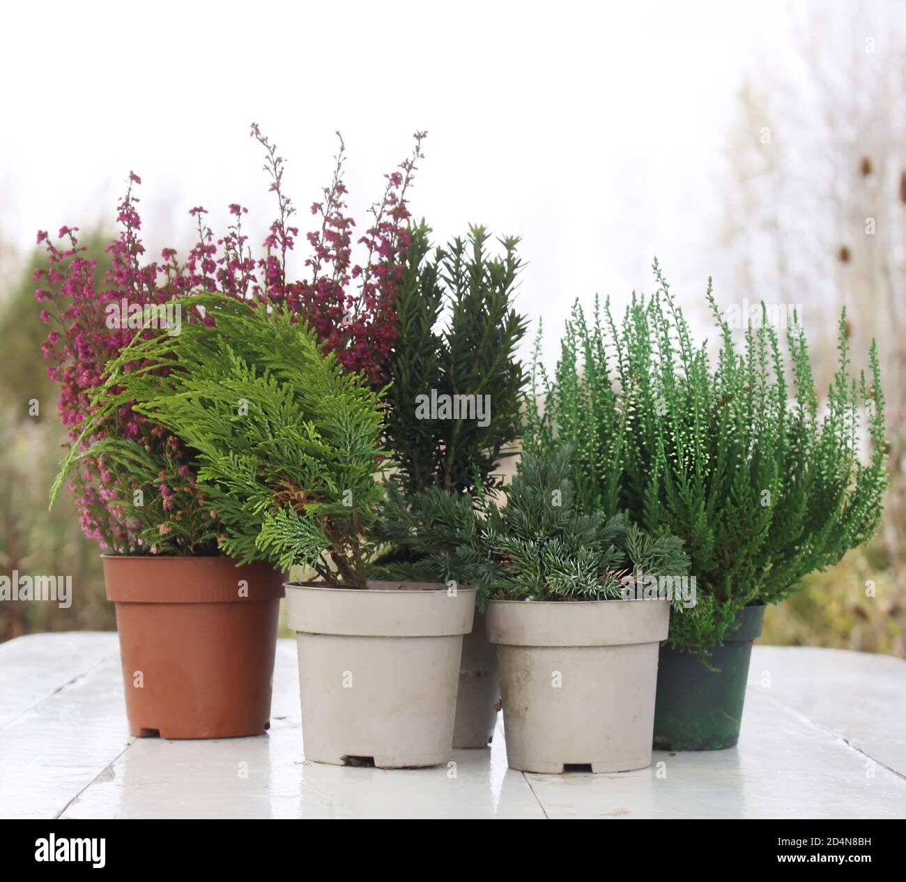 Conifer for pots hi-res stock photography and images - Alamy