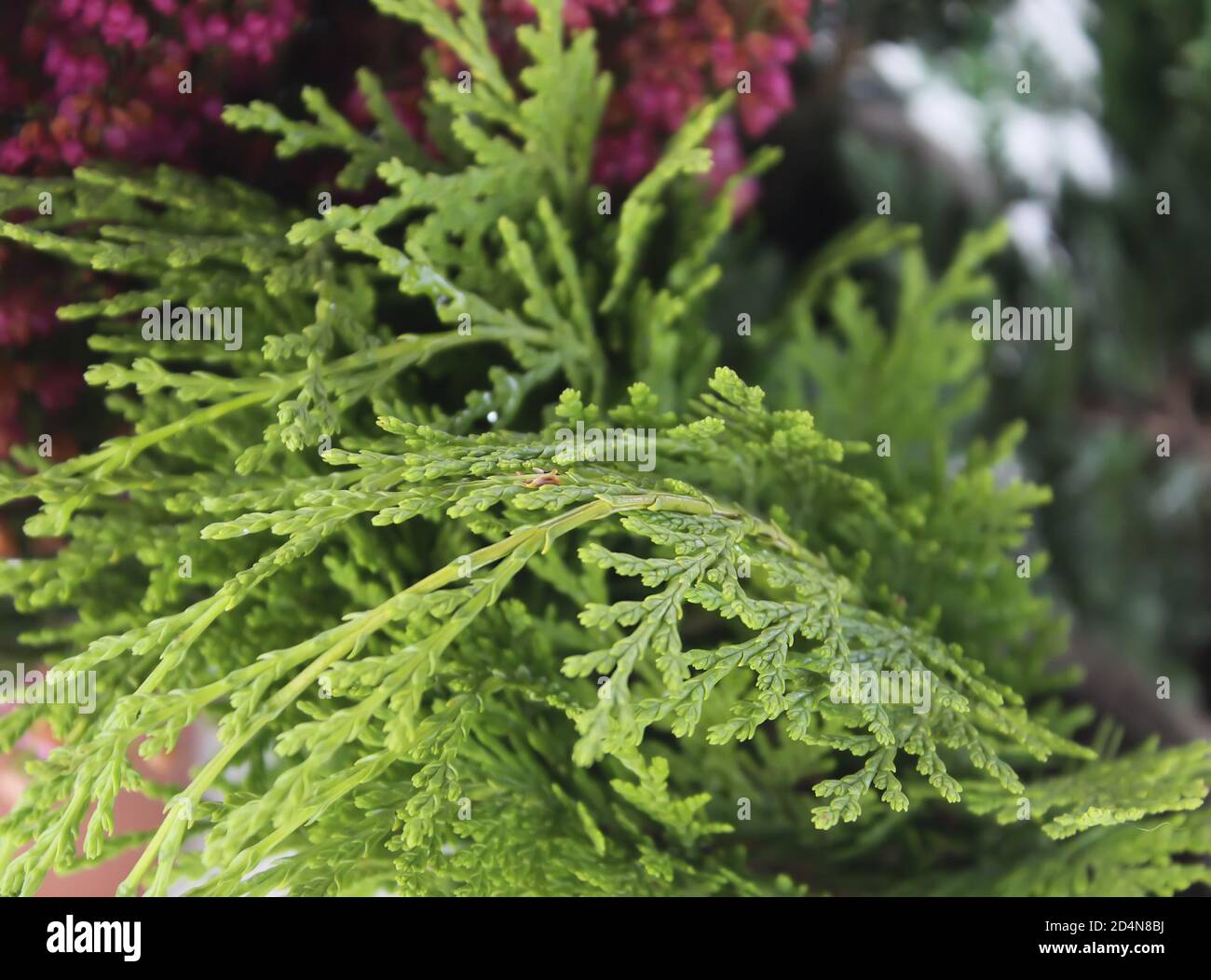 Conifer plants hi-res stock photography and images - Alamy
