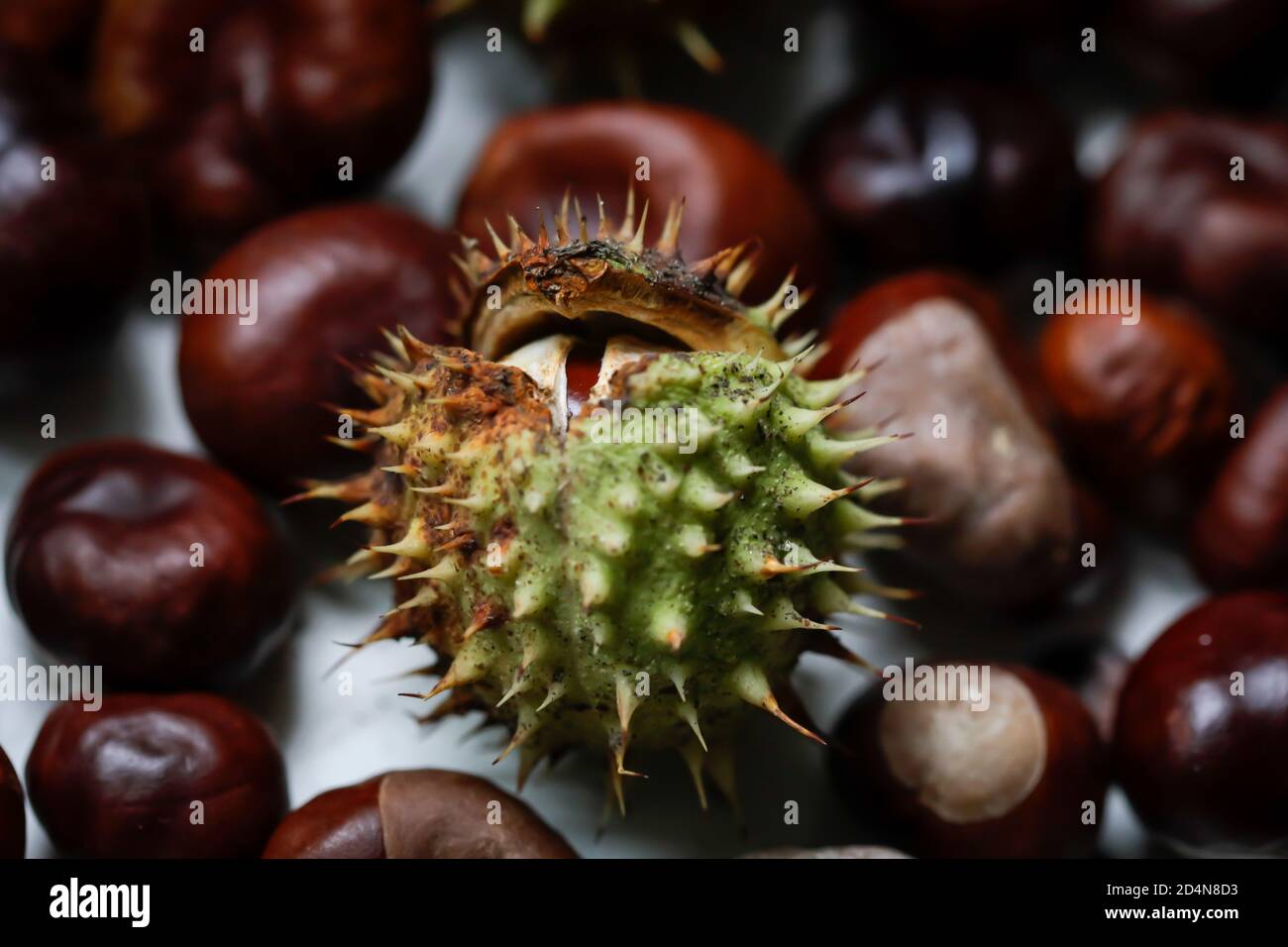 Chestnut spiky shell hi-res stock photography and images - Alamy