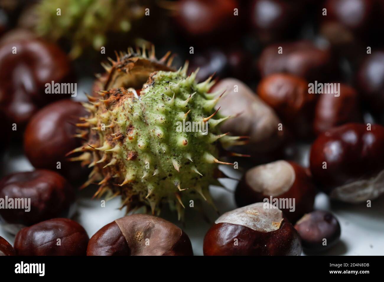 Chestnut spiky shell hi-res stock photography and images - Alamy