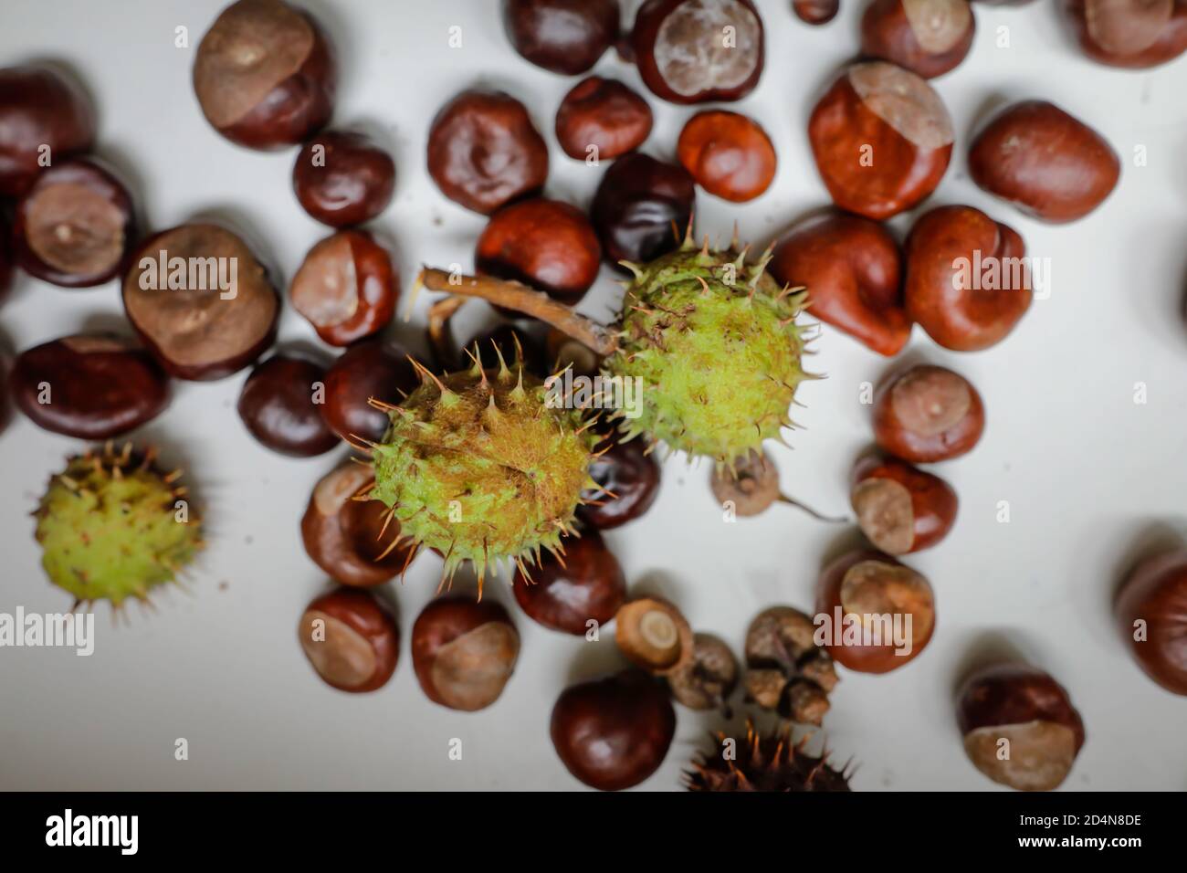 Walnut chestnut tree hi-res stock photography and images - Alamy