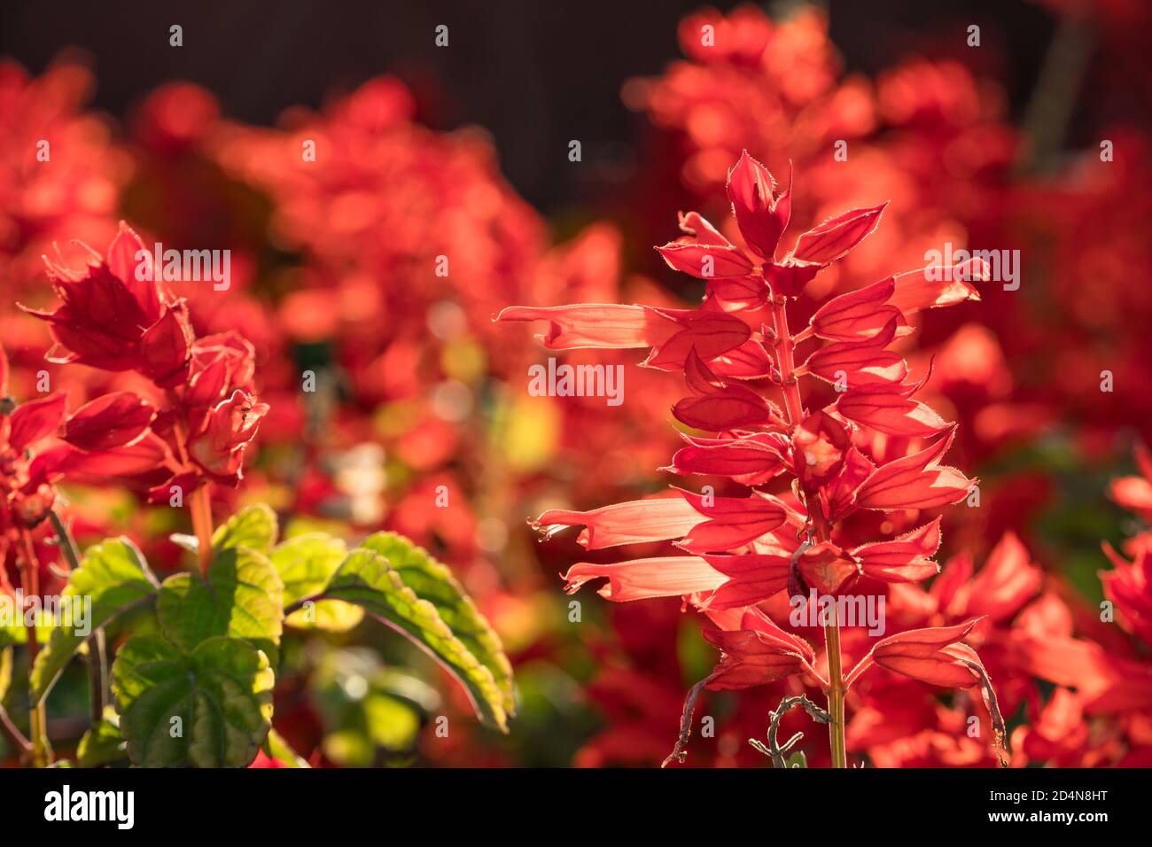 Pretty bokeh background colour hi-res stock photography and images - Alamy