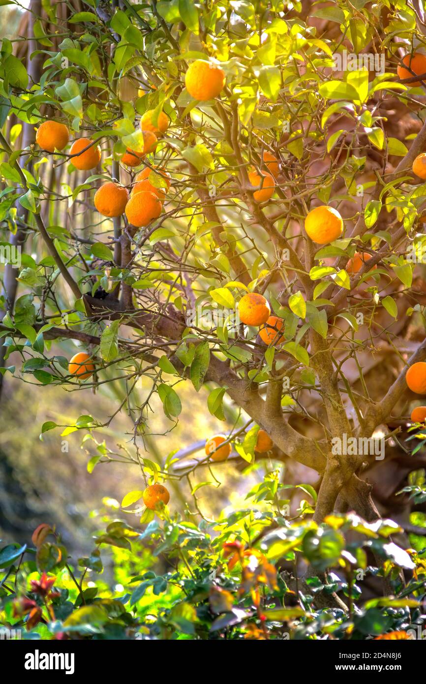 A bunch of oranges hanging from a tree Stock Photo - Alamy