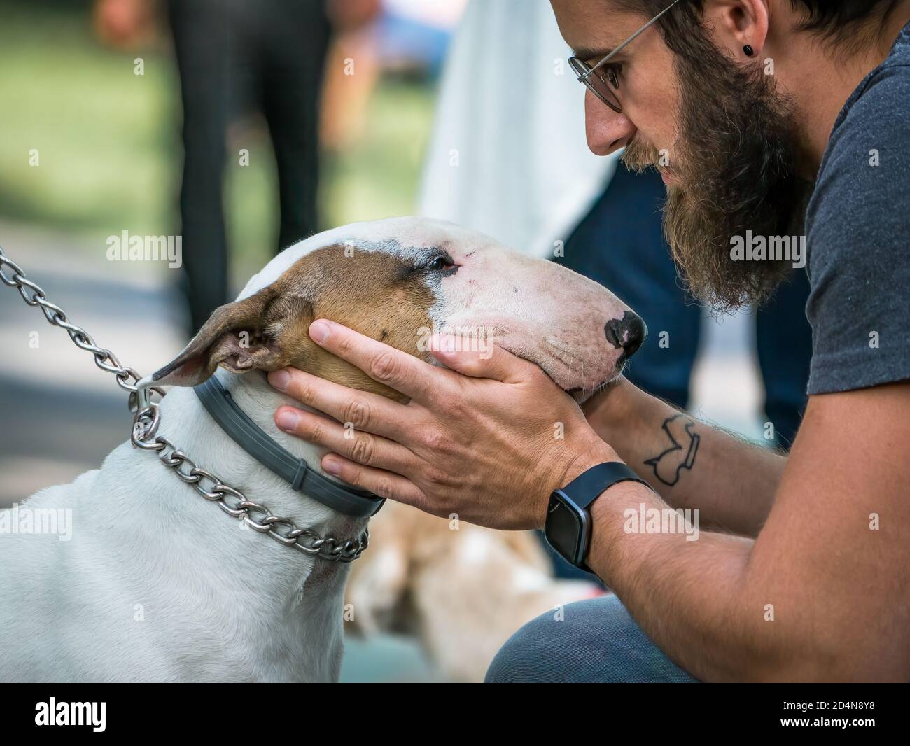 Bucharest/Romania - 09.19.2020: Man with a beard petting a English Bull ...