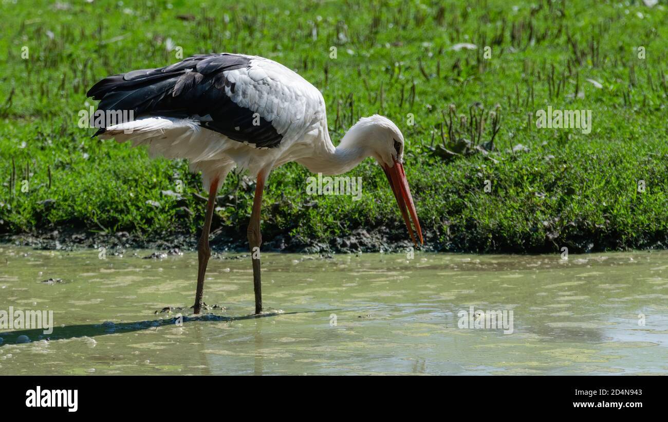 Schnabel fauna hi-res stock photography and images - Alamy