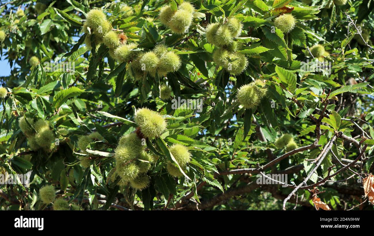 Montella High Resolution Stock Photography and Images - Alamy