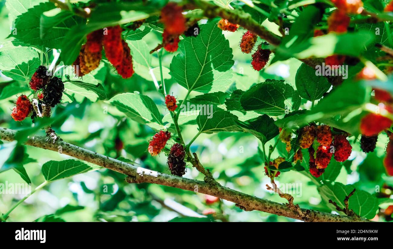 Image of Fresh mulberries on the branch in farm Stock Photo - Alamy