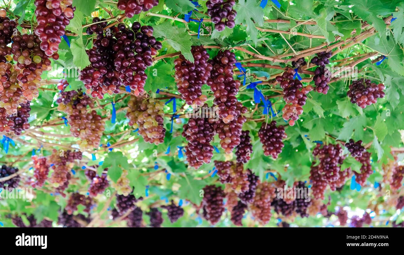 Image of Ripe grapes ready for harvesting Stock Photo - Alamy