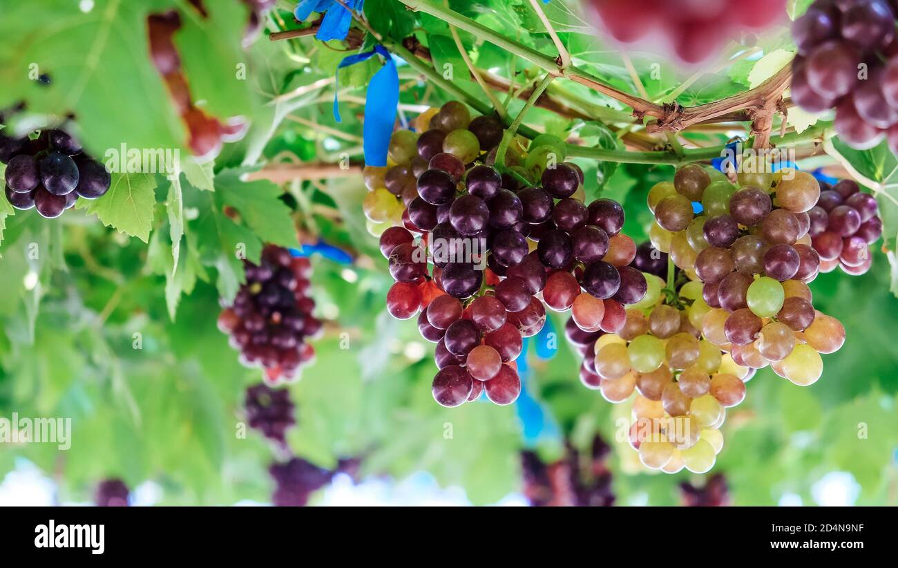Image of Ripe grapes ready for harvesting Stock Photo - Alamy