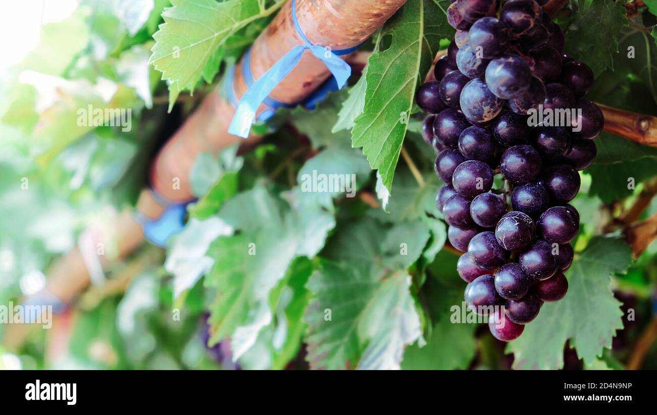 close up image of purple red grapes with green leaves on the vine. vine ...