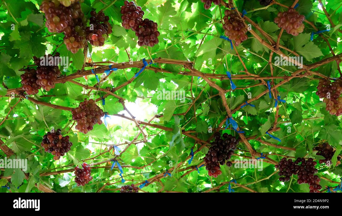 Image of Ripe grapes ready for harvesting Stock Photo - Alamy