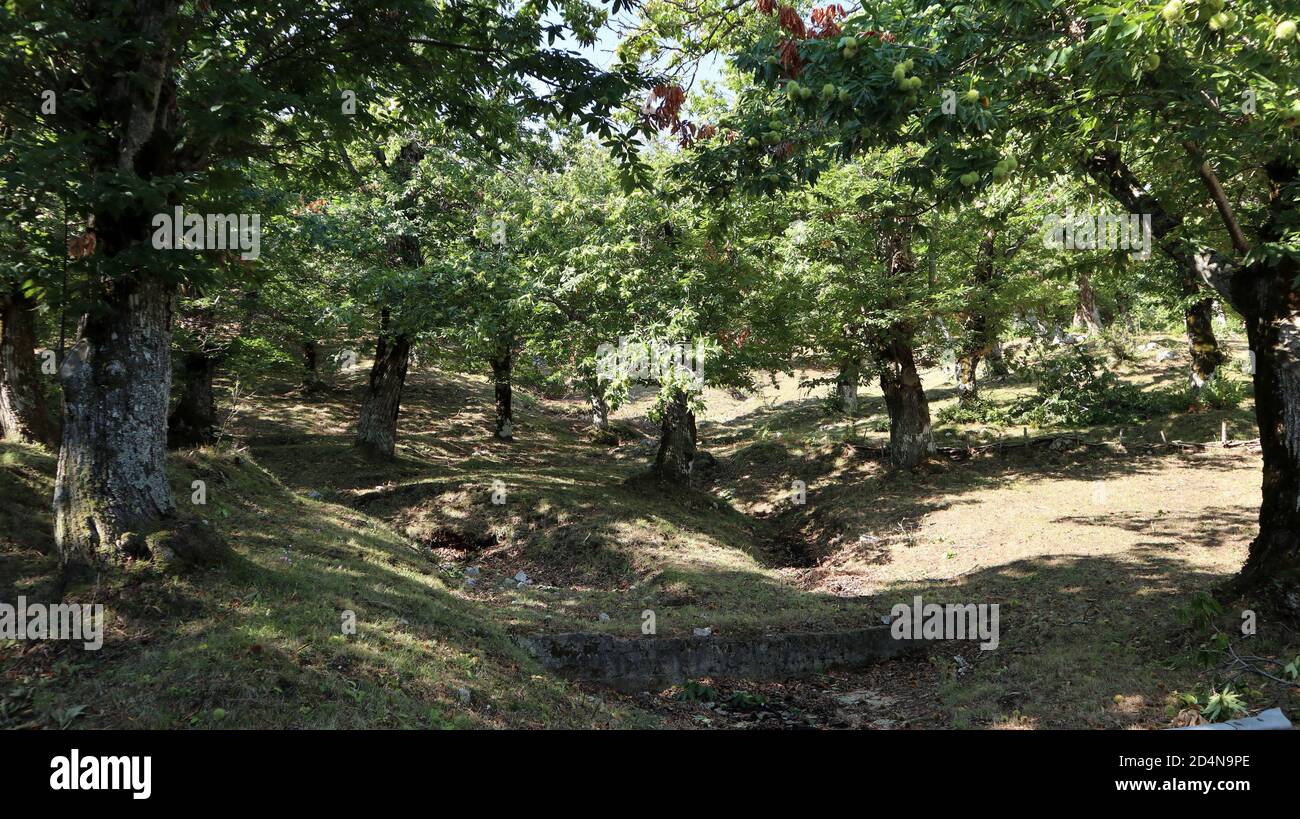 Montella - Castagneto del monte Stock Photo - Alamy