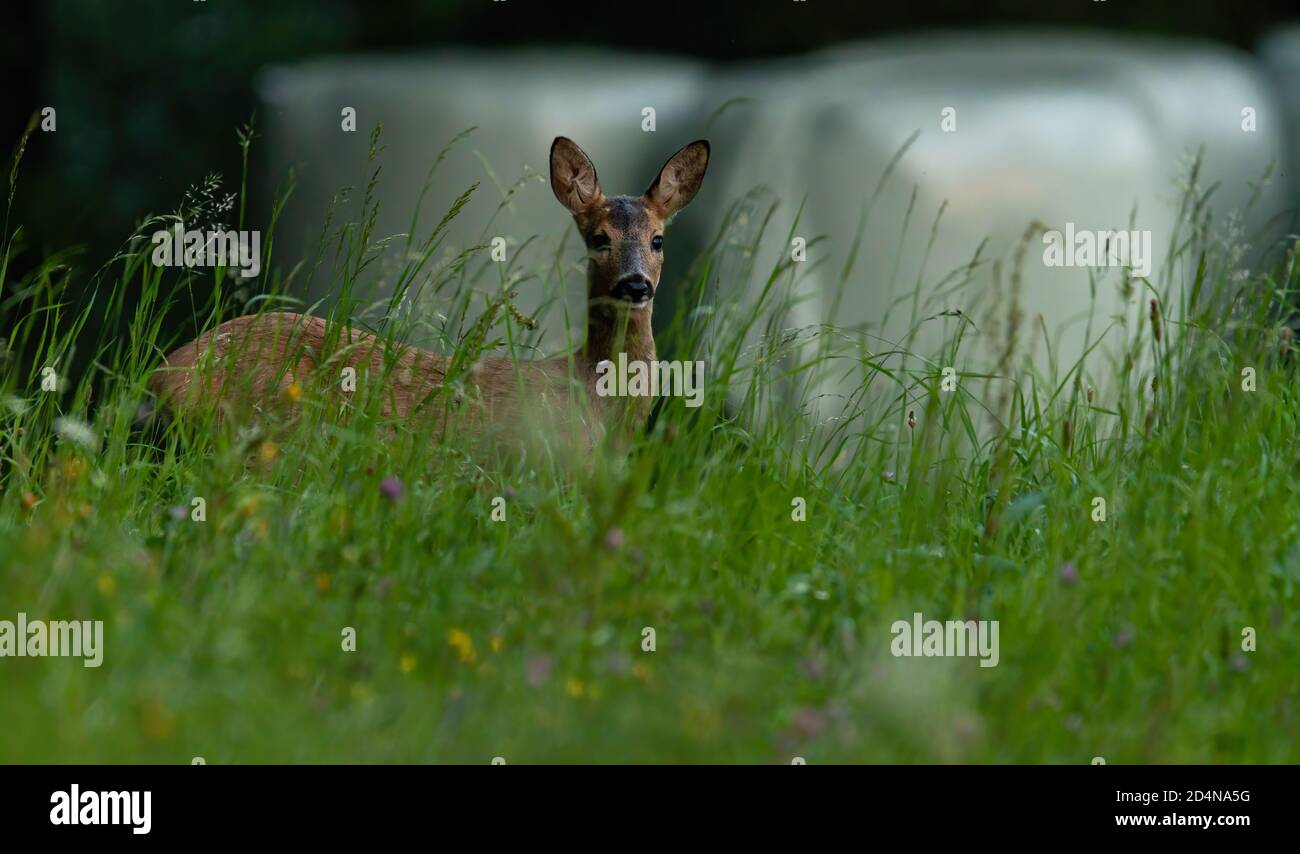 deer, tier, wild lebende tiere, natur, säugetier, kitz, wild Stock ...
