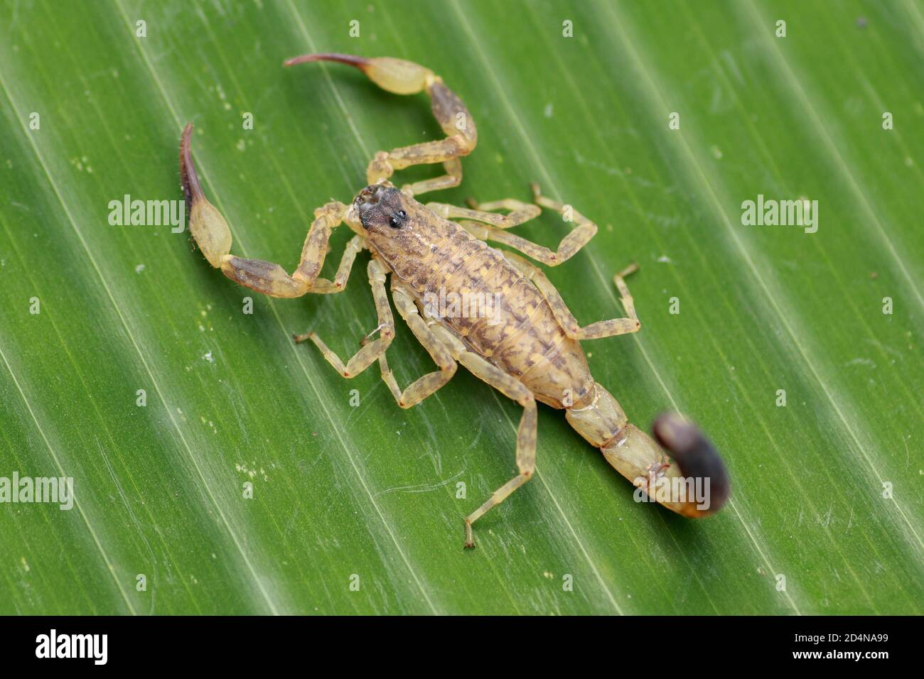 Top view venomous scorpion Lychas mucronatus in nature. Swimming ...