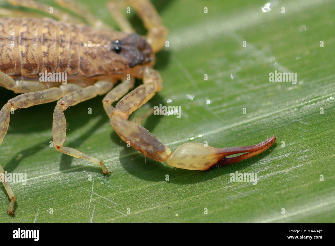 Pedipalp pedipalps hi-res stock photography and images - Alamy