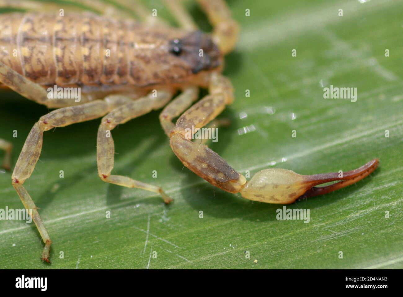A scorpion pincer pedipalp up close. Leiurus hebraeus, the Hebrew ...