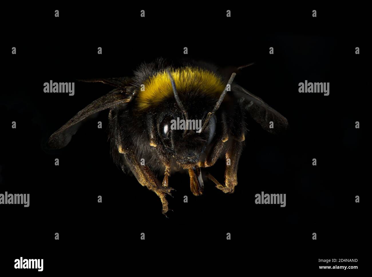 Bombus terrestris, the buff-tailed bumblebee or large earth bumblebee ...