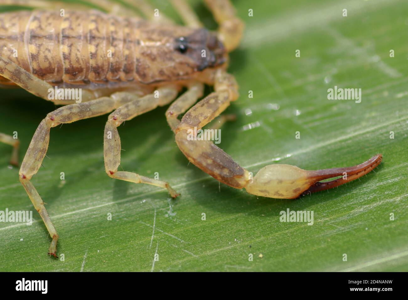 A scorpion pincer pedipalp up close. Leiurus hebraeus, the Hebrew ...