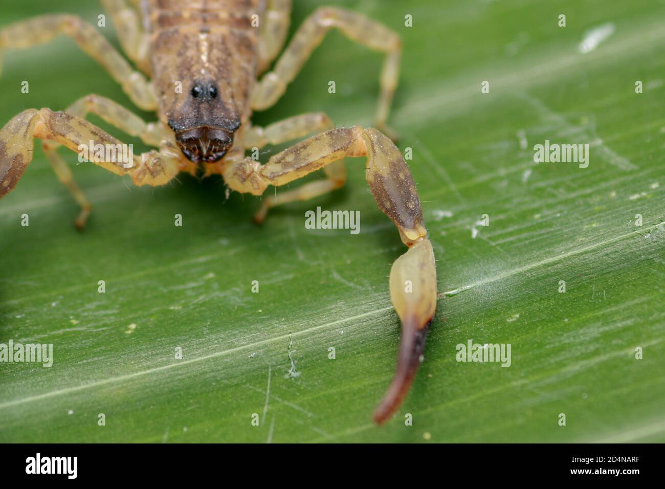 A scorpion pincer pedipalp up close. Leiurus hebraeus, the Hebrew ...