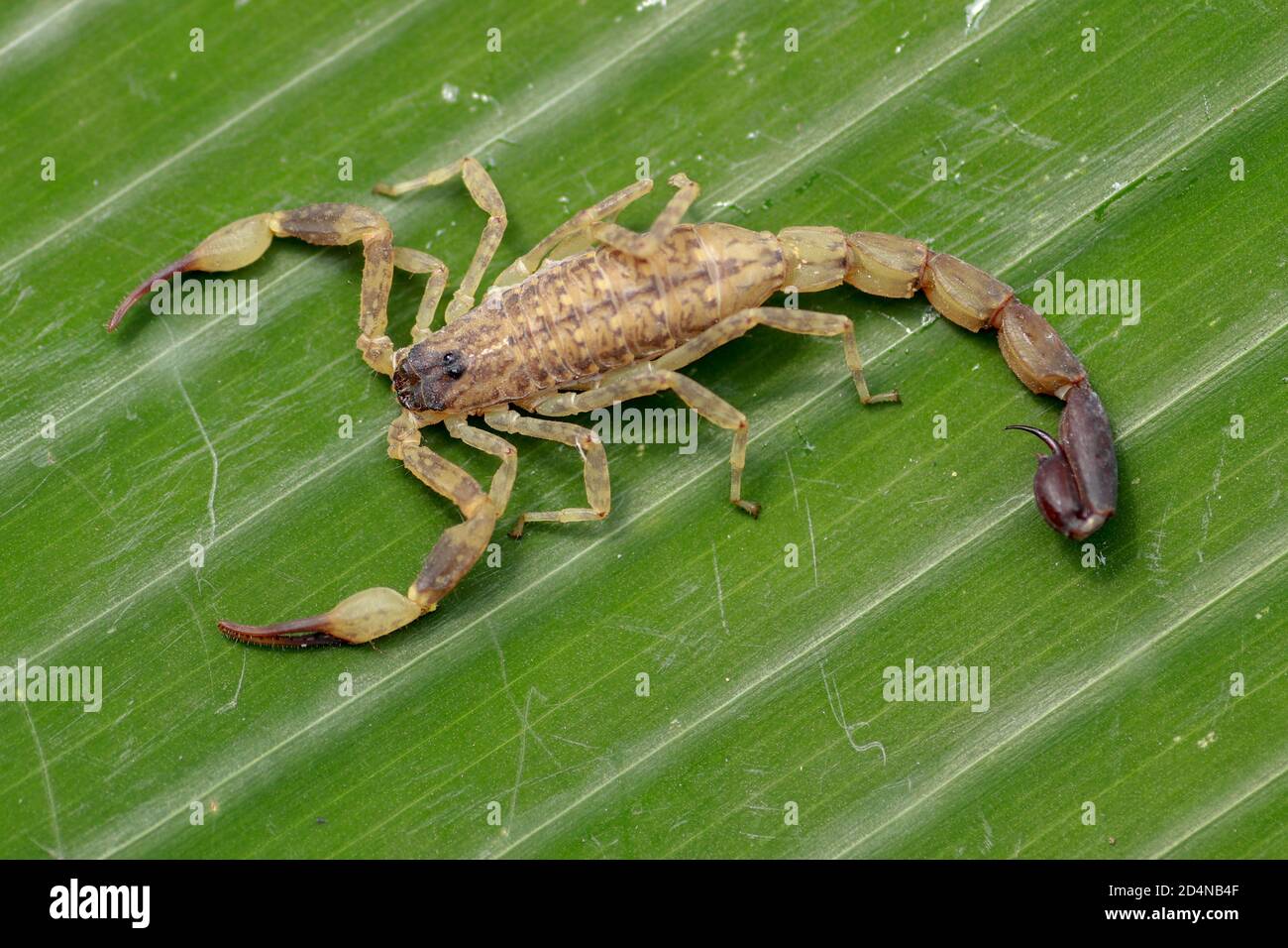 Leiurus Quinquestriatus Hebraeus