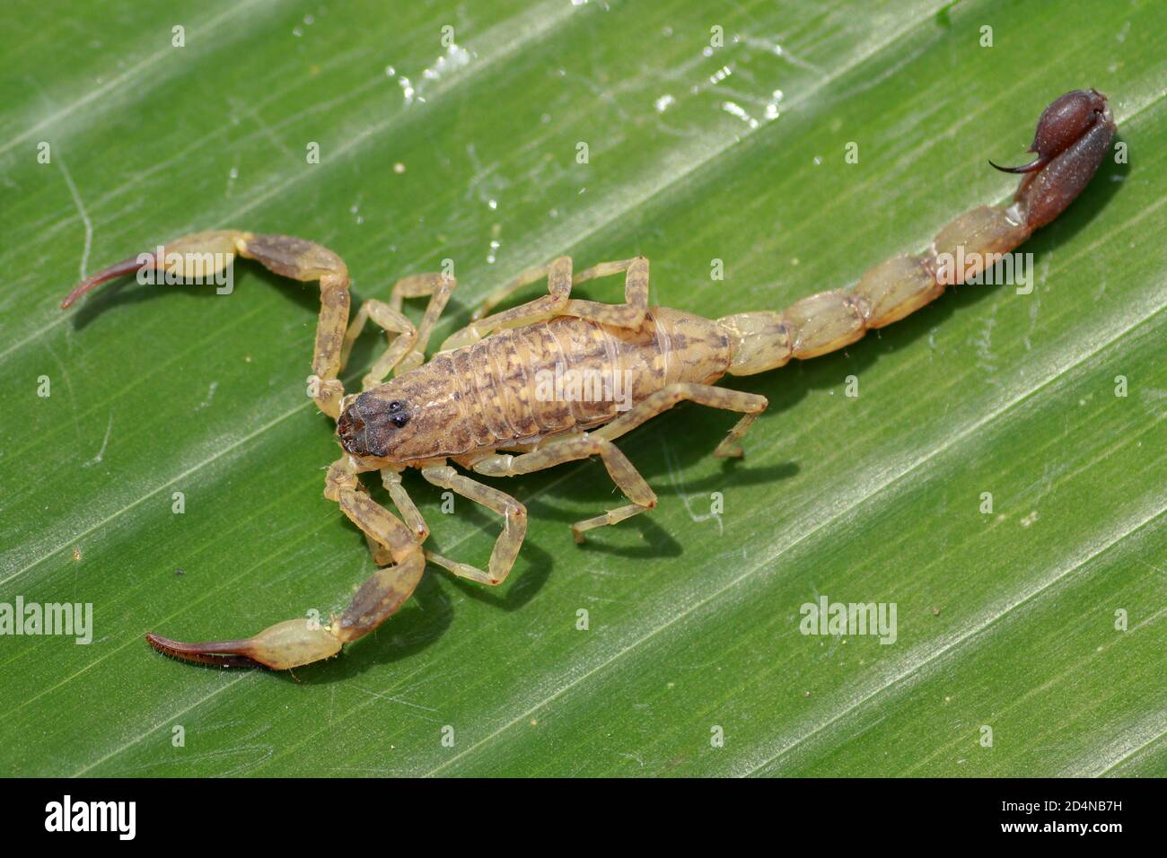 Top view Leiurus hebraeus, the Hebrew deathstalker or Israeli yellow ...