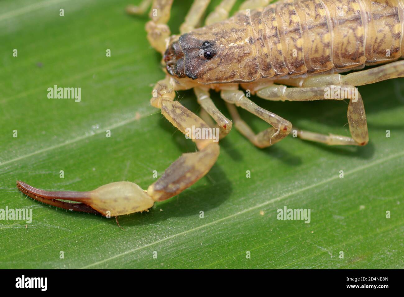 Leiurus hebraeus hi-res stock photography and images - Alamy