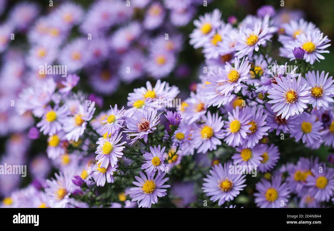 Beautiful blue flowers Sapphire Mist Aster dumosus in autumn garden ...