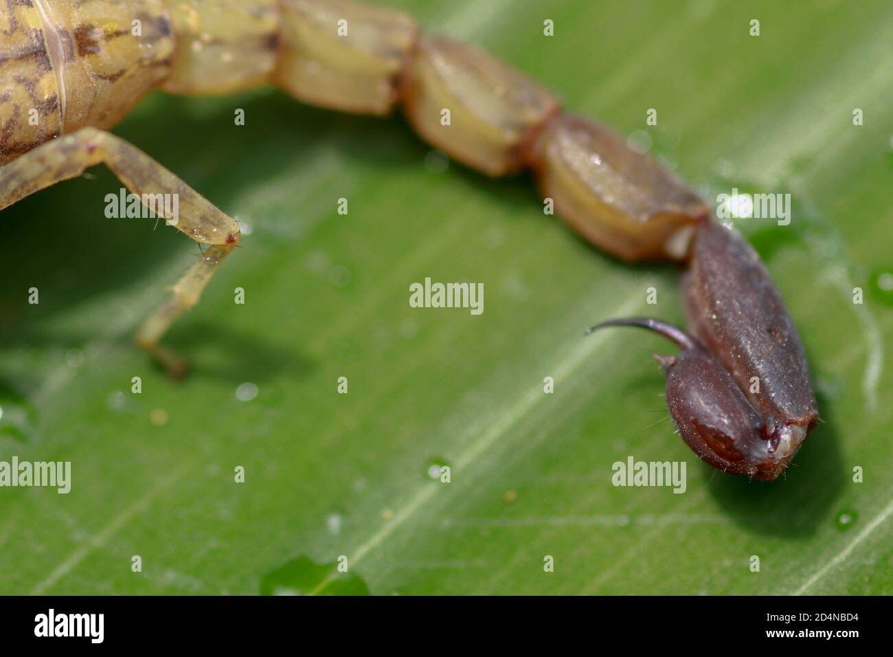 Sting and venom at the tip of Israeli Yellow Scorpion stinger and tail ...