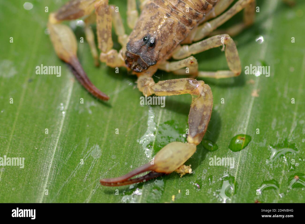 A scorpion pincer pedipalp up close. Swimming Scorpion, Chinese ...