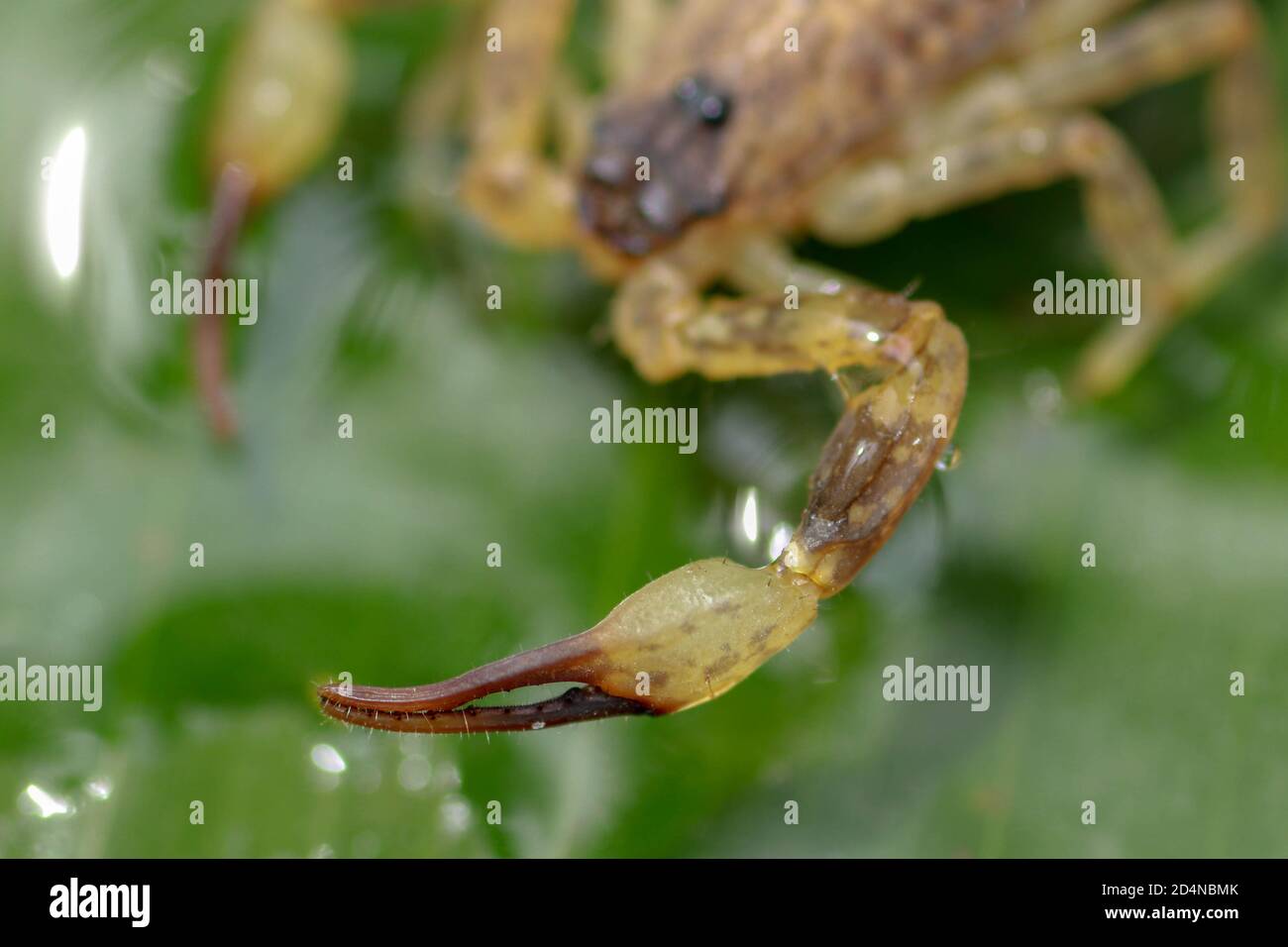 A scorpion pincer pedipalp up close. Swimming Scorpion, Chinese ...
