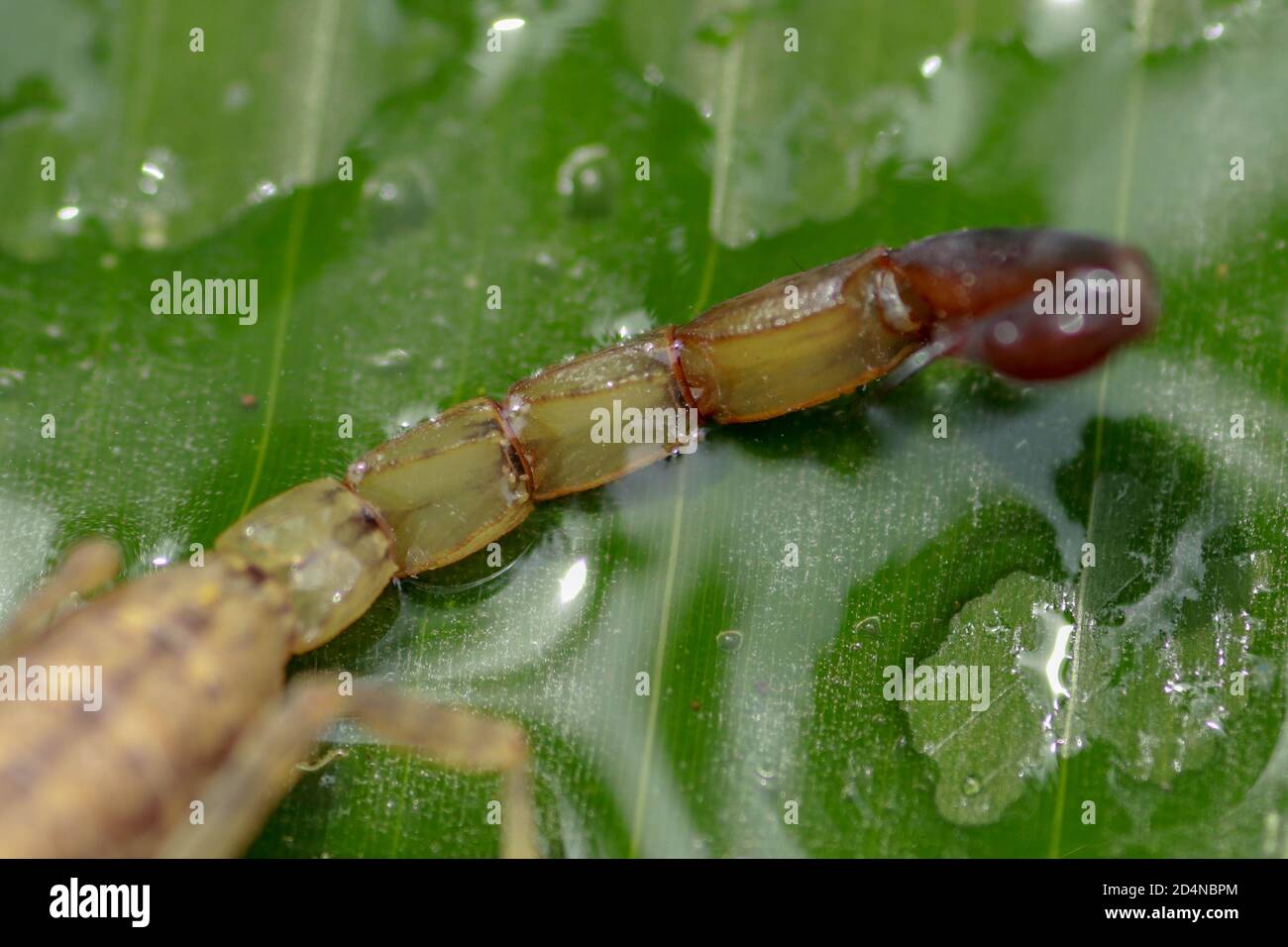 Israeli Yellow Scorpion stinger and tail. Leiurus hebraeus, the Hebrew ...